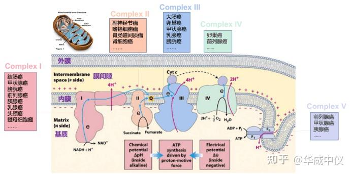 奥地利Oroboros O2k在天然产物药物抗癌研究中的应用 - 知乎