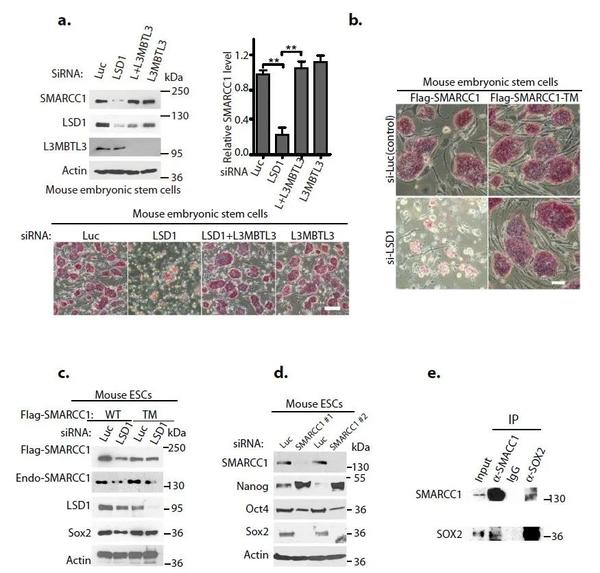 Nat Commun︱张慧团队发现SWI/SNF复合物的新型蛋白降解机制 - 知乎