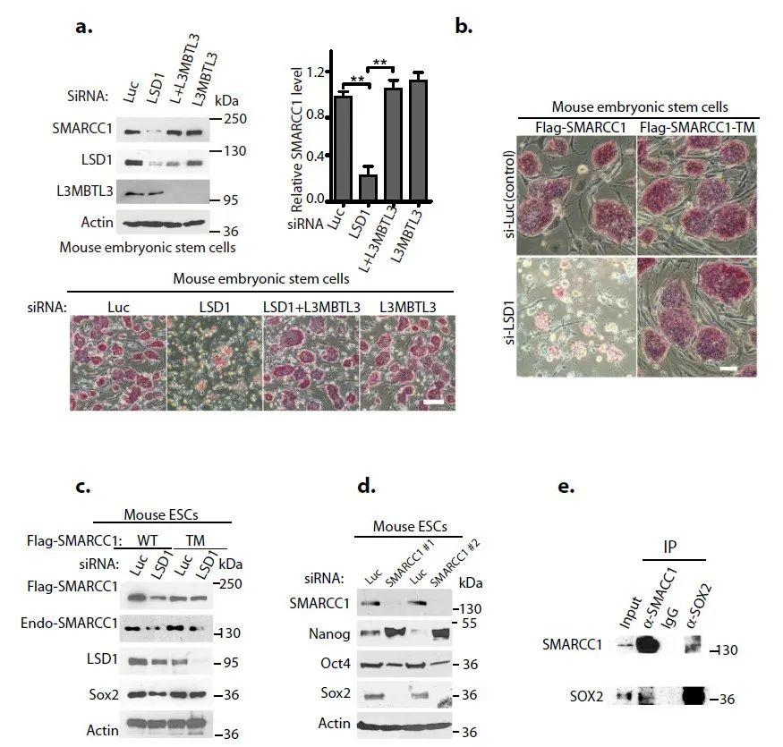 Nat Commun︱张慧团队发现SWI/SNF复合物的新型蛋白降解机制 - 知乎