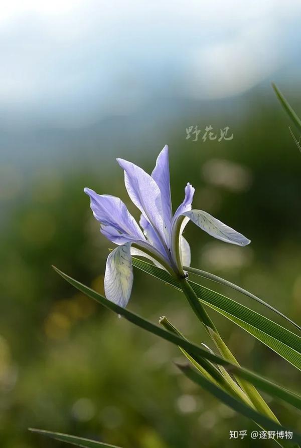 高山上的彩虹女神——鸢尾属Iris - 知乎