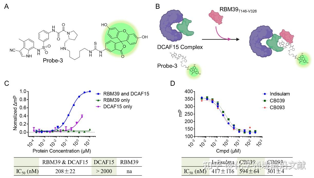 上药所赵玉军/黄河/陈奕研究员J. Med. Chem.：新型RBM39降解剂诱导CEP192 mRNA异常剪接，导致纺锤丝无法形成、阻滞细胞 ...