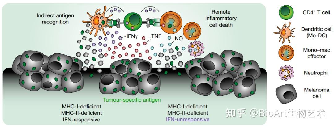 Nature︱CD4+T细胞使免疫逃逸肿瘤“无路可逃” - 知乎