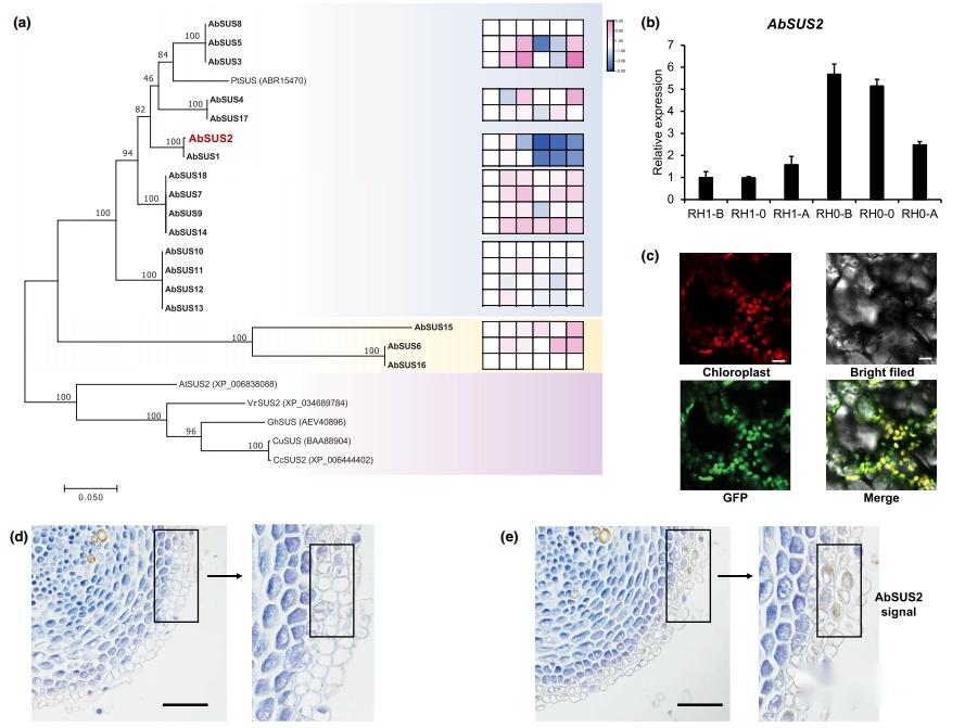 【New Phytol】参与糖代谢的MYB6/bHLH13-AbSUS2调控百山祖冷杉根毛形成 - 知乎