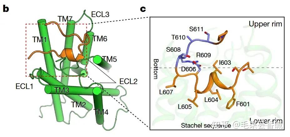 ADGRG2和ADGRG4的连接肽激活机制 - 知乎