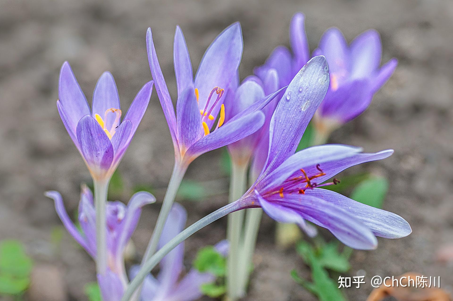 多肉植物全图鉴17：秋水仙科（Colchicaceae），秋水仙属（Colchicum） 原始种A-H - 知乎