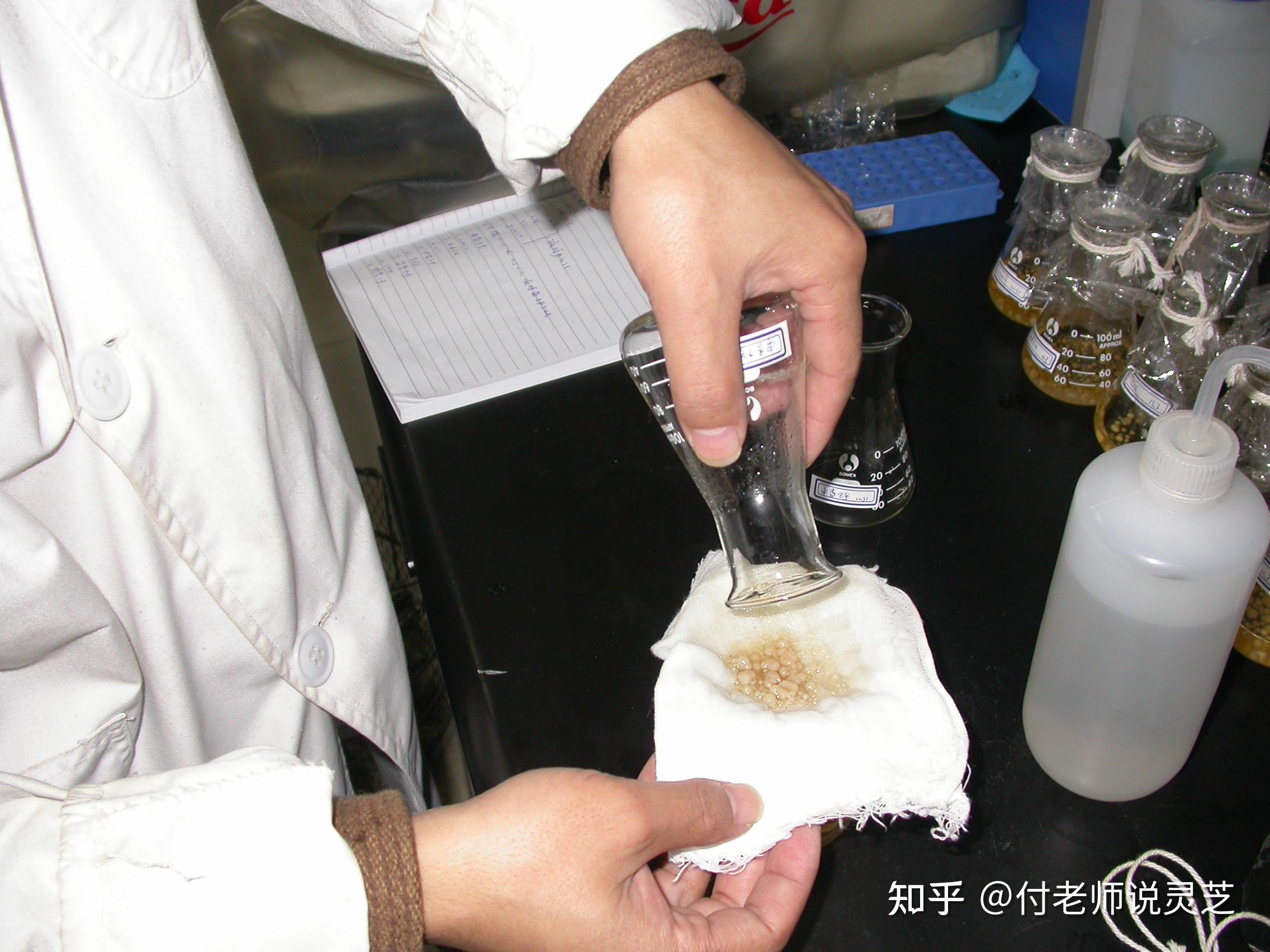 药用菌栽培——发酵培养 - 知乎