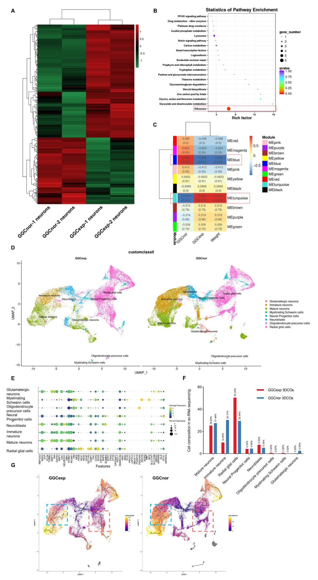 项目文章 | 单细胞测序揭示NOTCH2NLC基因GGC重复扩增导致核糖体生物生成及翻译障碍 - 知乎