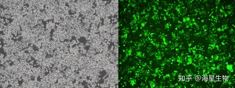 细胞技术讨论——RAW264.7的基因敲除心得 - 知乎