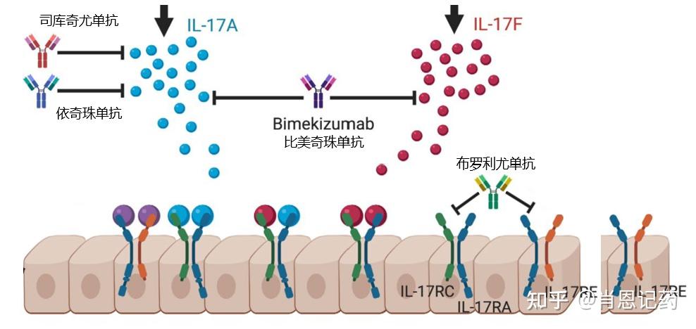 如何记住所有FDA批准生物药？| IL-17A、IL-17F双拮抗剂 | Bimekizumab | 及4款IL-17拮抗剂总结 - 知乎