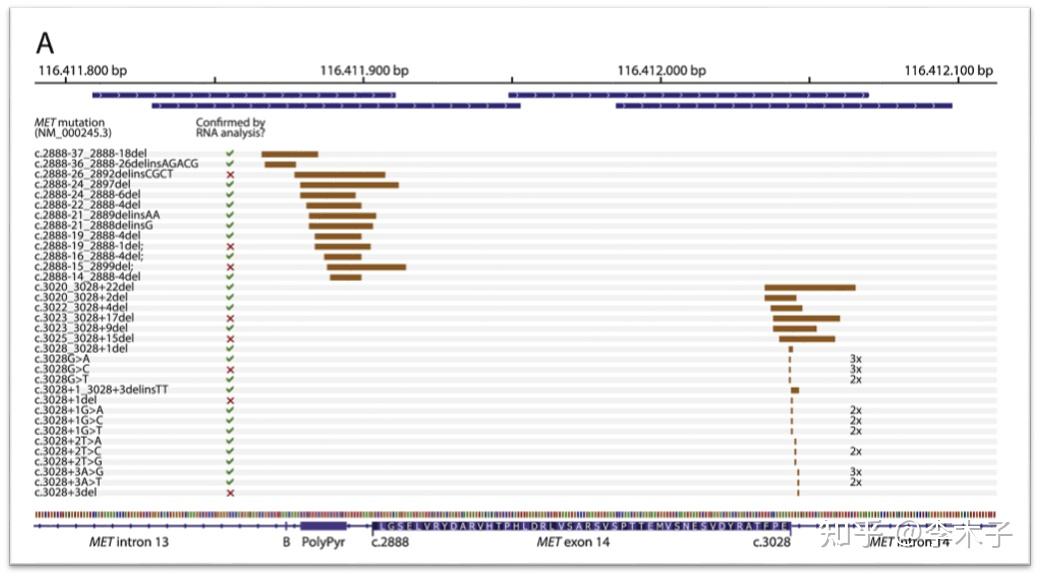 关于MET exon14 skipping - 知乎