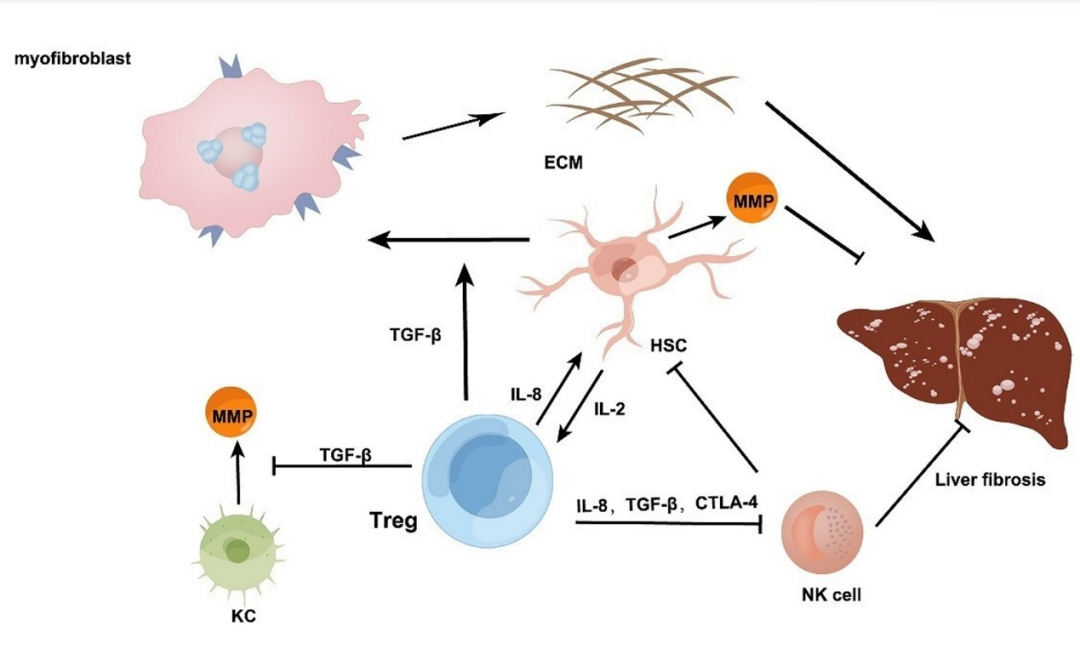 CDD 综述︱陆云杰/朱玺团队等评述调节性T细胞在肝纤维化中的研究进展 - 知乎