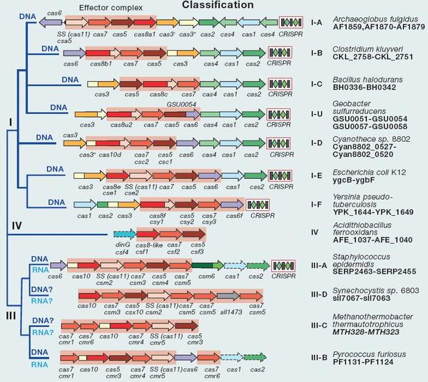 最全CRISPR系统介绍（张锋等大牛执笔，14张图看懂CRISPR全部内容及应用） - 知乎