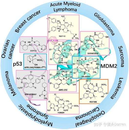 传奇抑癌基因P53的前世今生 - 知乎