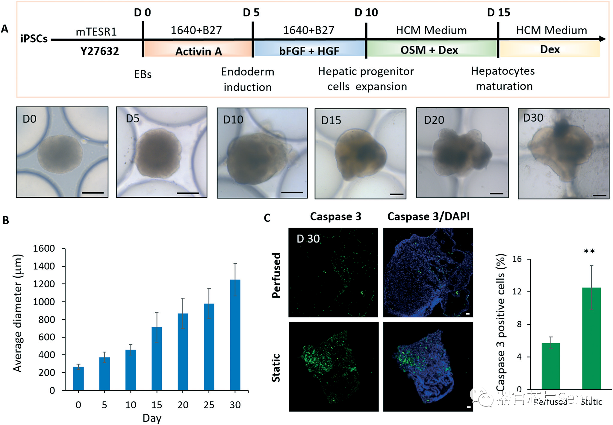 【器官芯片】从人类iPSCs分化和生成肝脏类器官 - 知乎