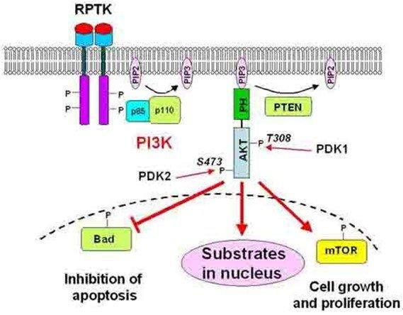 血管肉瘤系列（三）—PIK3CA / AKT / mTOR通路的探索和临床 - 知乎