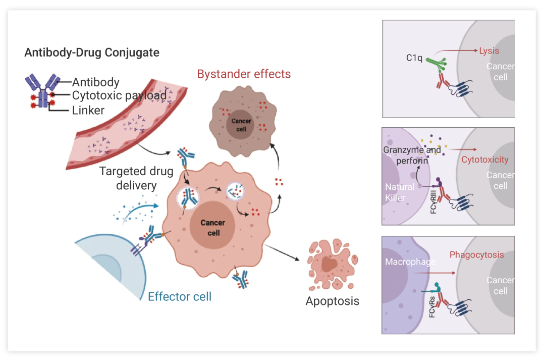 超详细 | 速速了解什么是抗体偶联药物 ADC -MedChemExpress - 知乎