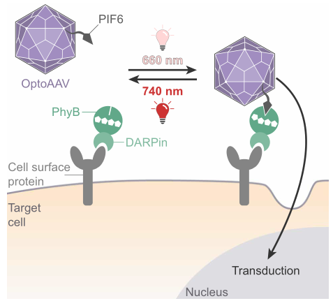 Sci Adv | 局部光照启动AAV单细胞表达 - 知乎