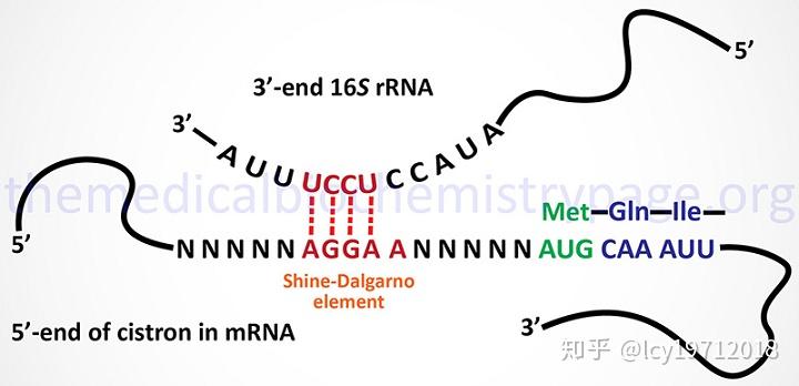 蛋白质翻译的起始阶段（一） - 知乎