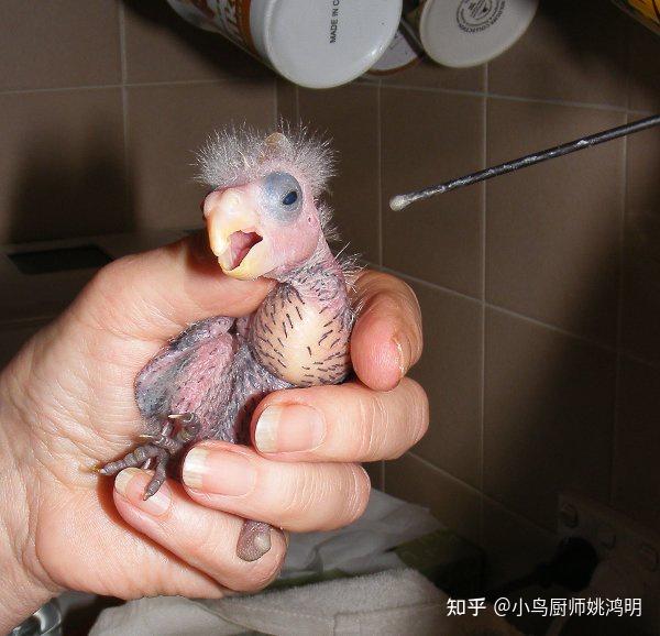 鸟类消化系统全解剖 - 知乎