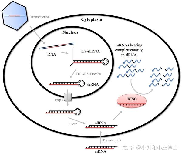 生信+实验文献精读VII：shRNA和siRNA的区别 - 知乎