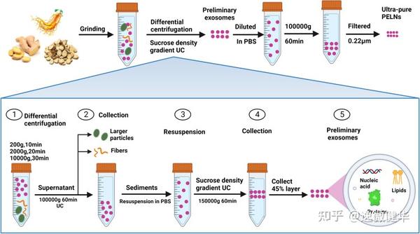 外泌体提取进阶篇 - 知乎