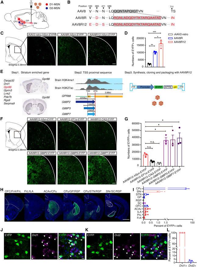 Cell丨基因治疗帕金森，精确激活 D1-MSN，逆转病理模型的核心症状 - 知乎