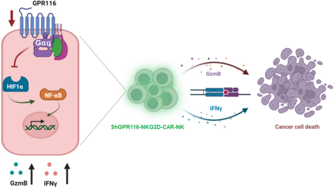 Cell Biosci︱华东师大江文正团队发现GPR116受体作为潜在的免疫检查点调控NK细胞生物学功能的机制 - 知乎