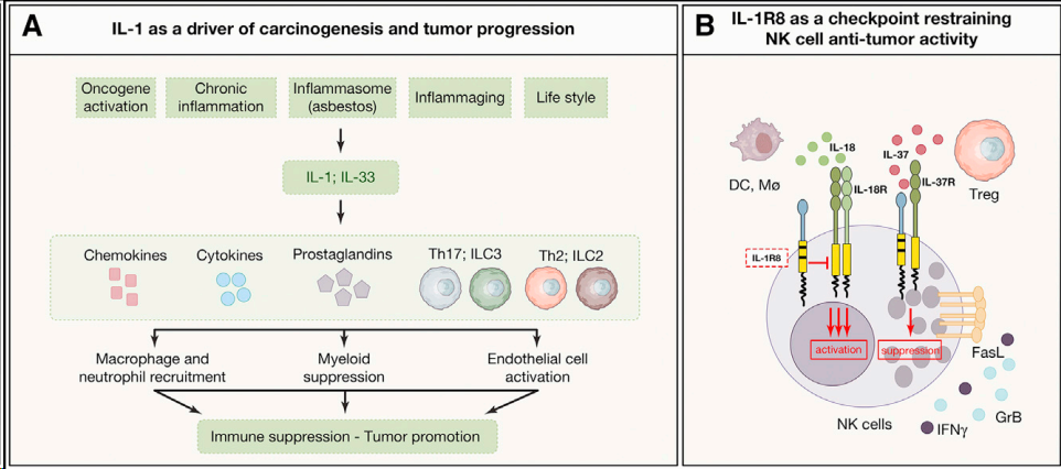 肿瘤免疫微环境的15个细胞因子_化工仪器网