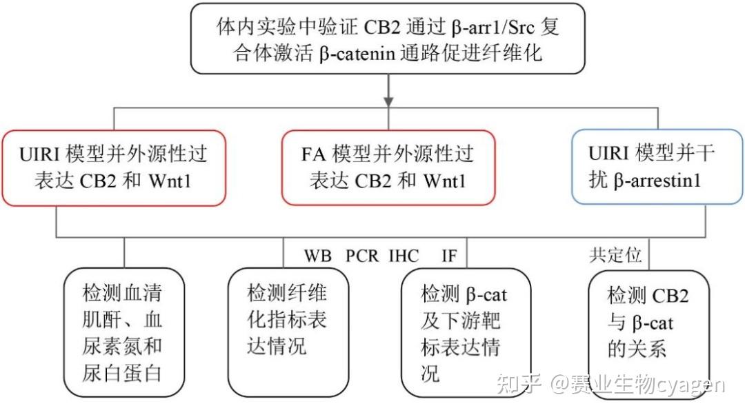 CB2通过与β-catenin通路相互作用促进肾脏纤维化的发生发展 - 知乎