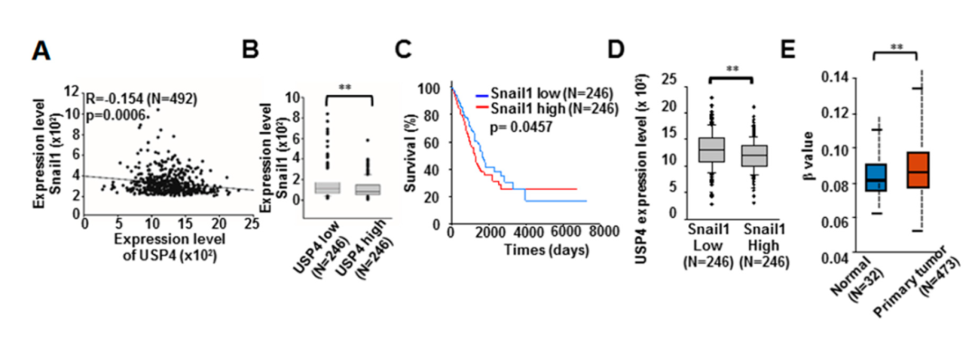 Snail1对泛素特异性蛋白酶4的表观遗传学沉默有助于巨噬细胞依赖性炎症和肺癌的治疗抗性 - 知乎