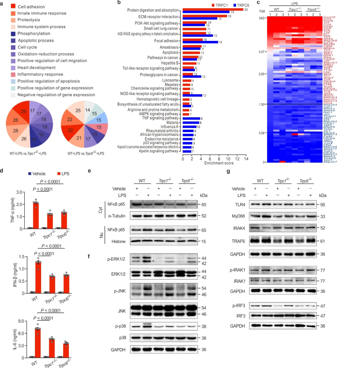 Nat Commun︱曹蔚/李小强团队在内毒素血症发病机制与药物治疗方面取得新突破 - 知乎