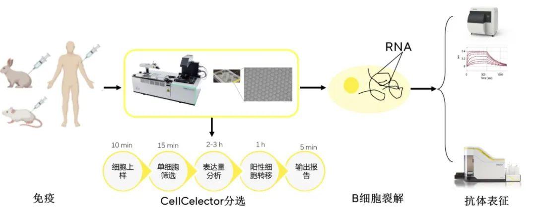 一键解锁 Amgen 新型高效单B细胞抗体发现平台 - 知乎