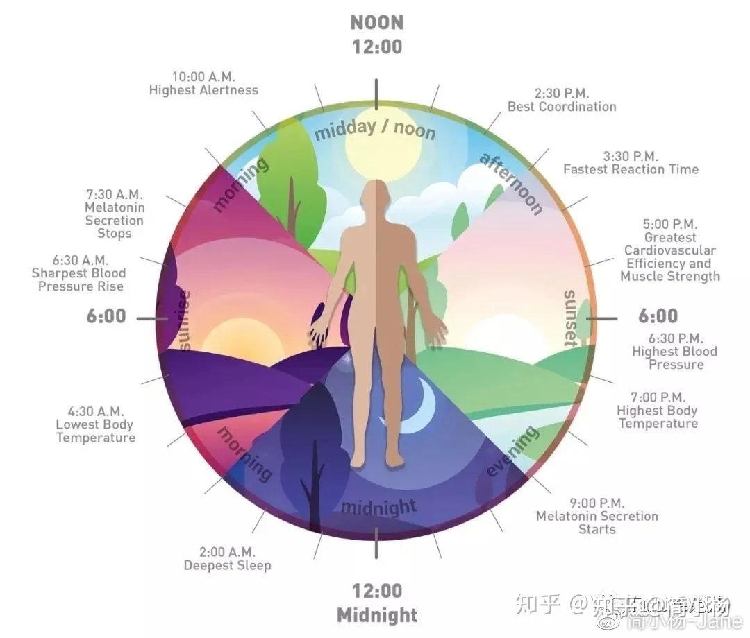 精力管理｜睡眠篇：凌晨4点起床真的可行吗？ - 知乎