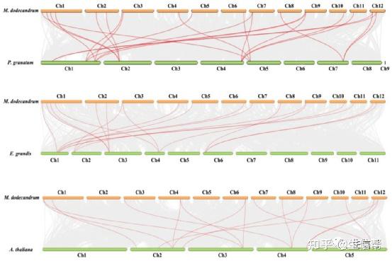 基因家族详解-GRF基因家族的全基因组鉴定和特征分析 - 知乎