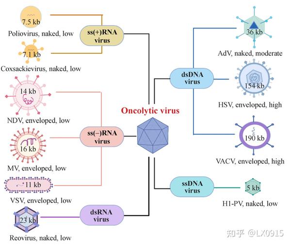 溶瘤病毒（Oncolytic Virus, OVs） - 知乎