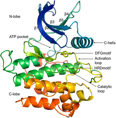 蛋白激酶DFG-in和DFG-out构象 - 知乎