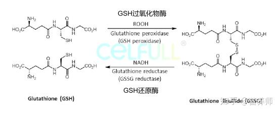 科学解读：线粒体素NADH（生物氢）的抗氧化能力 - 知乎