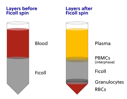 Destiny｜Percoll？Ficoll？傻傻分不清楚 - 知乎