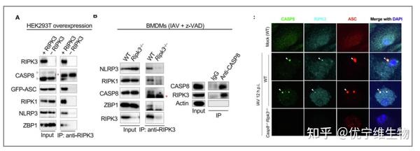国自然新热点——泛凋亡，一种新的细胞死亡研究思路 - 知乎