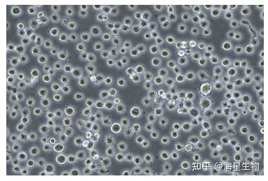 小鼠T淋巴细胞(CTLL-2)培养要点 - 知乎