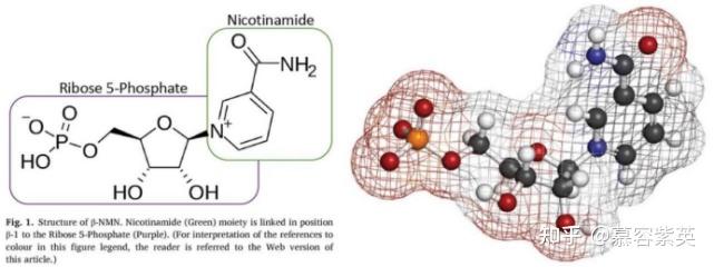 nmn是什么产品，mnm哪家品牌好，特别关注！ - 知乎