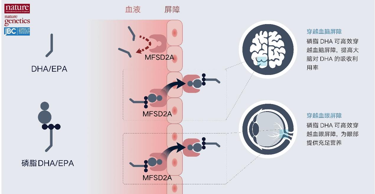中山大学眼科中心&ROMEGA青光眼营养治疗临床研究项目进展 - 知乎