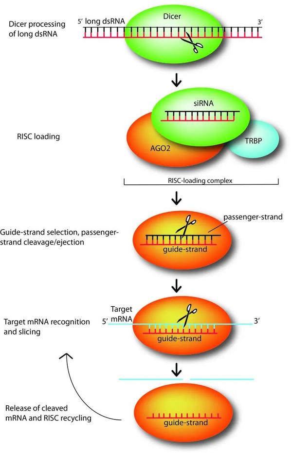 小小的亚磷酰胺，大大的RNAi药物世界 - 知乎
