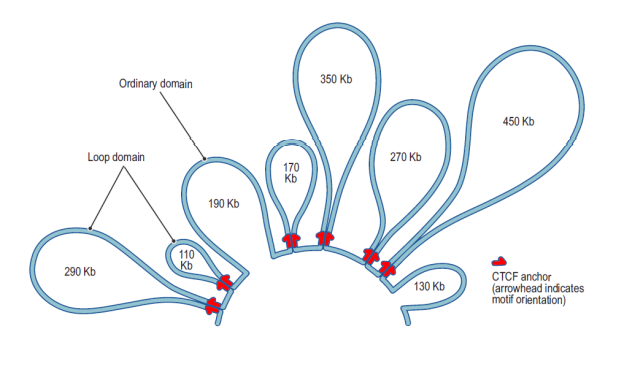 三维基因组学研究的是什么？什么是 Hi-C 技术？为什么 Hi-C 技术这么火？ - 知乎