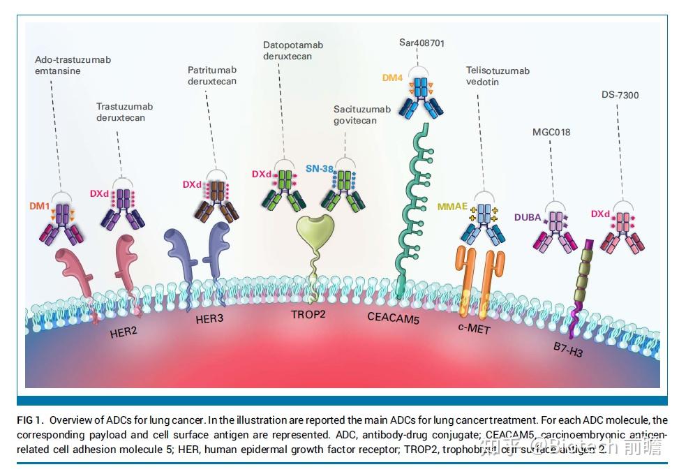 B7-H3 ADC丨默沙东牵手第一三共后，GSK合作翰森生物 - 知乎