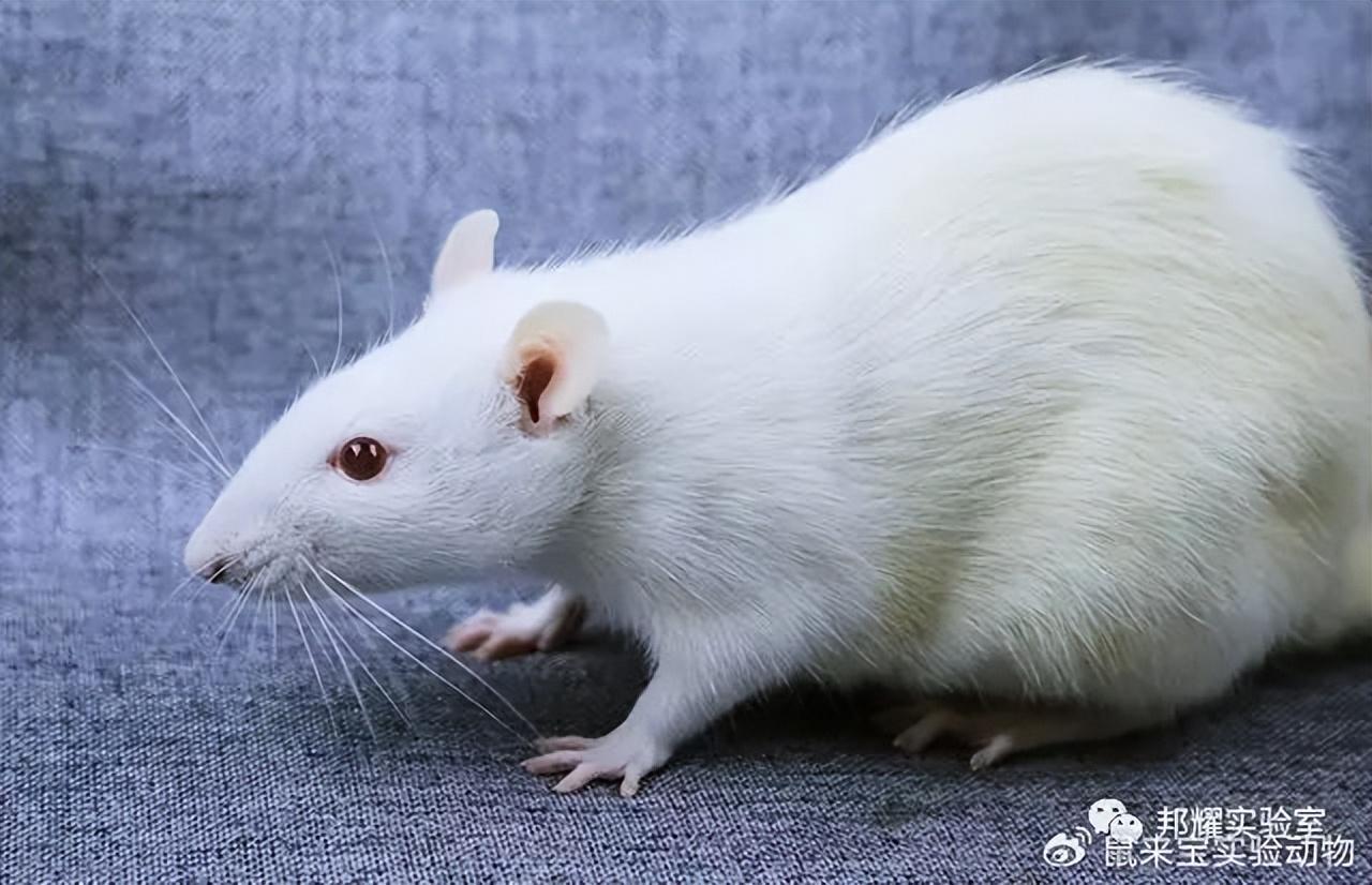 那些该用大鼠做的实验，你选对了么？ - 知乎