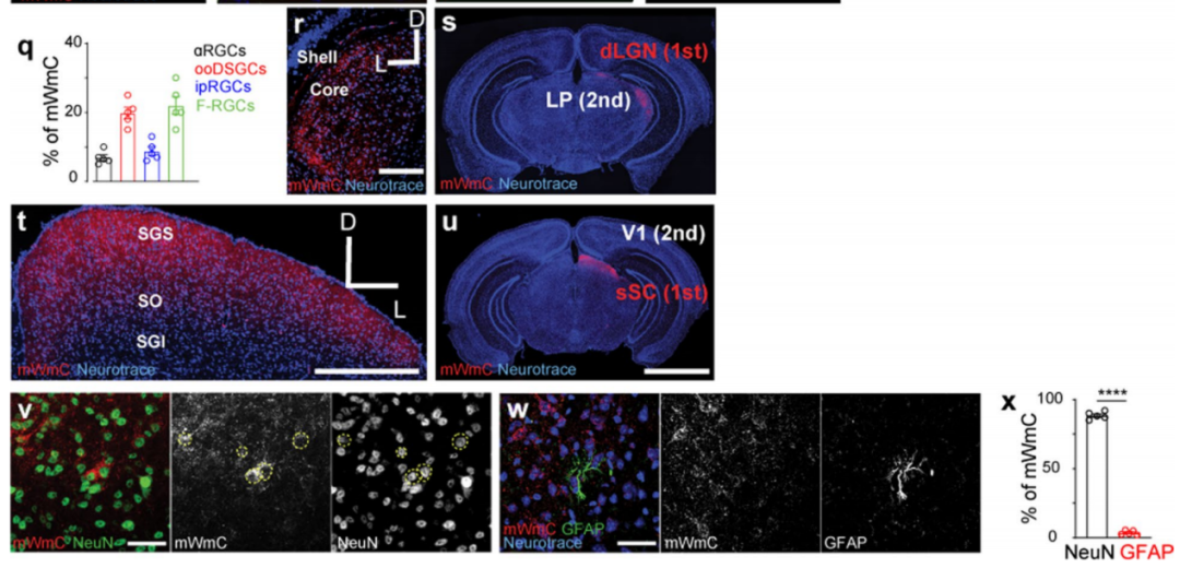 小布Tips | 顺行示踪工具-- mWGA - 知乎