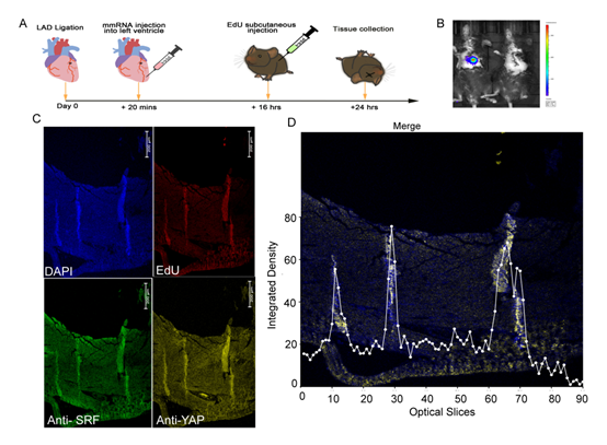 【耀文解读】mRNA篇|mRNA驱动心肌细胞的再生 - 知乎