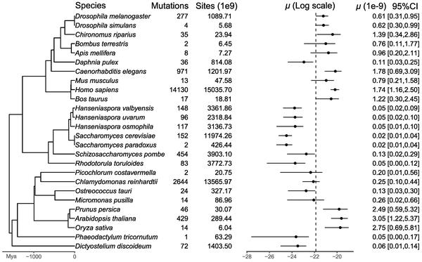 突变率之树 - 真核生物突变率综述 - 知乎