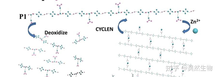 四氮杂环十二烷C8-Cyclen-PSA偶联聚苯乙烯酸/Cyclen-超分子聚合物 - 知乎
